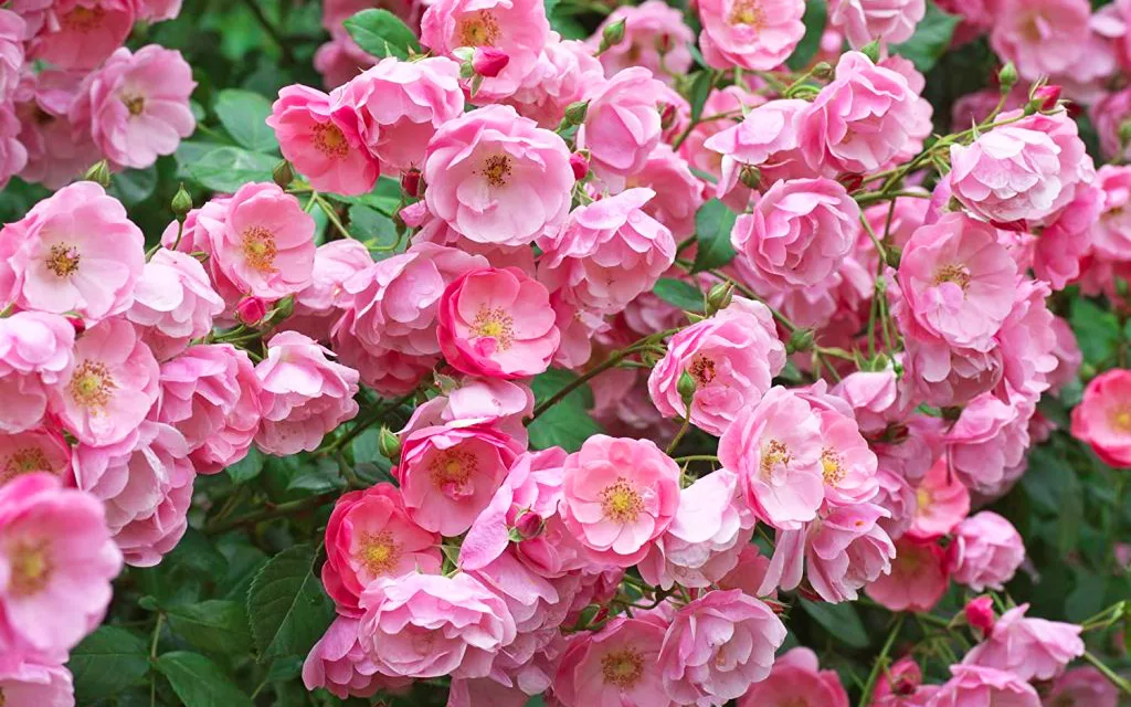 Miniature Roses Come to Town | The Tree Center™