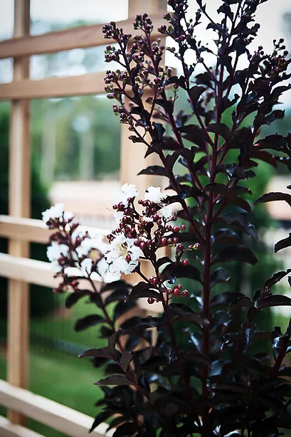 Moonlight Magic Crape Myrtles For Sale | The Tree Center