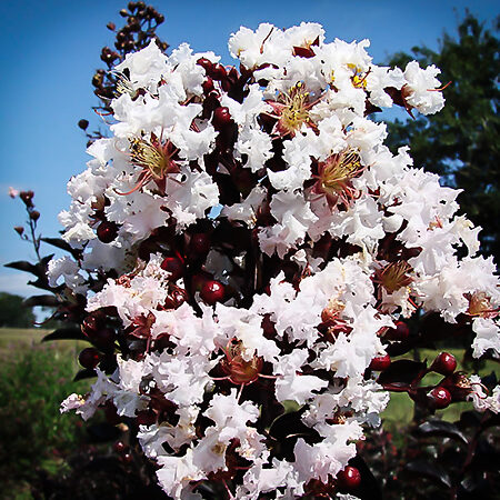 Moonlight Magic Crape Myrtles For Sale | The Tree Center