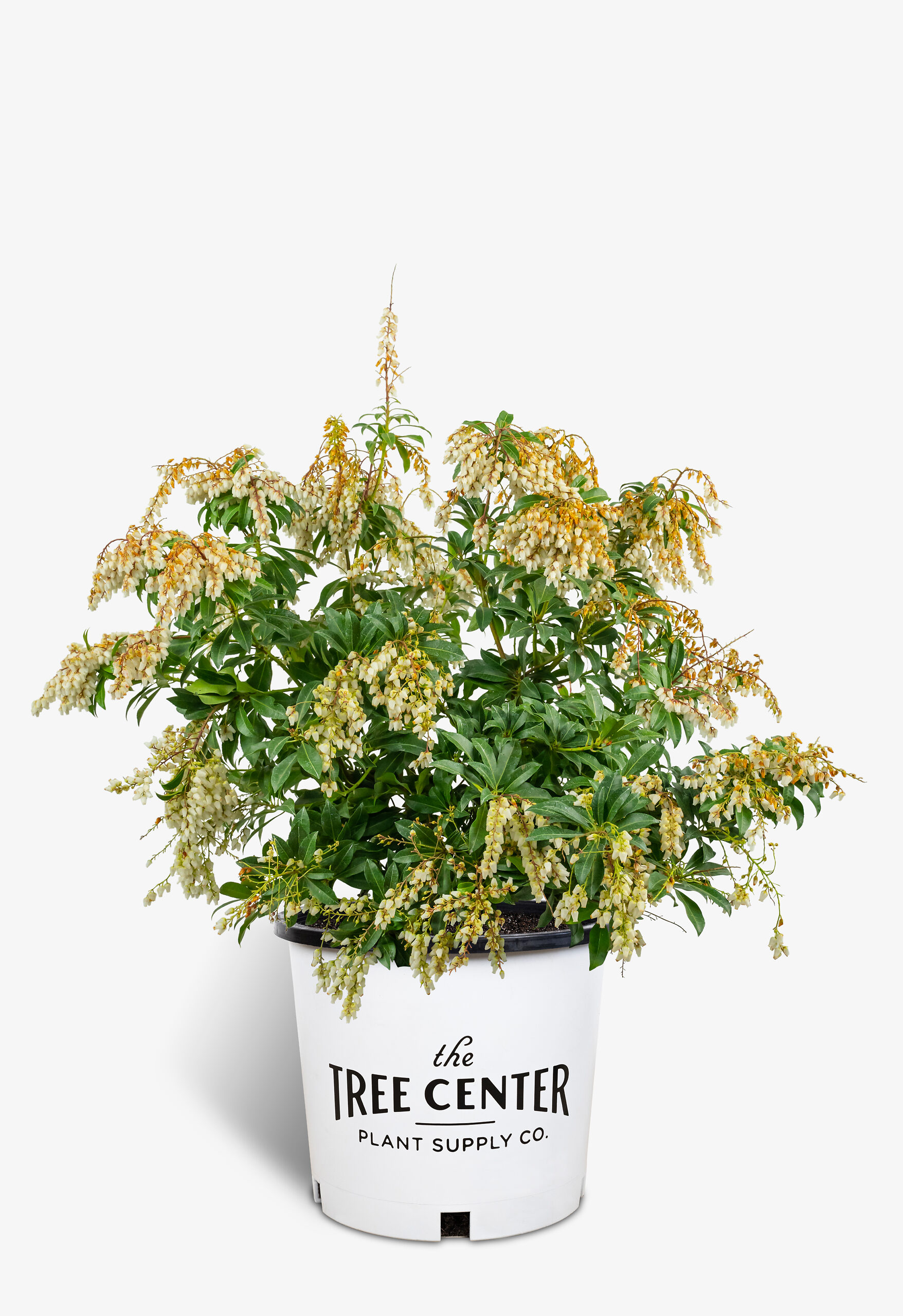 Mountain Fire Pieris For Sale | The Tree Center