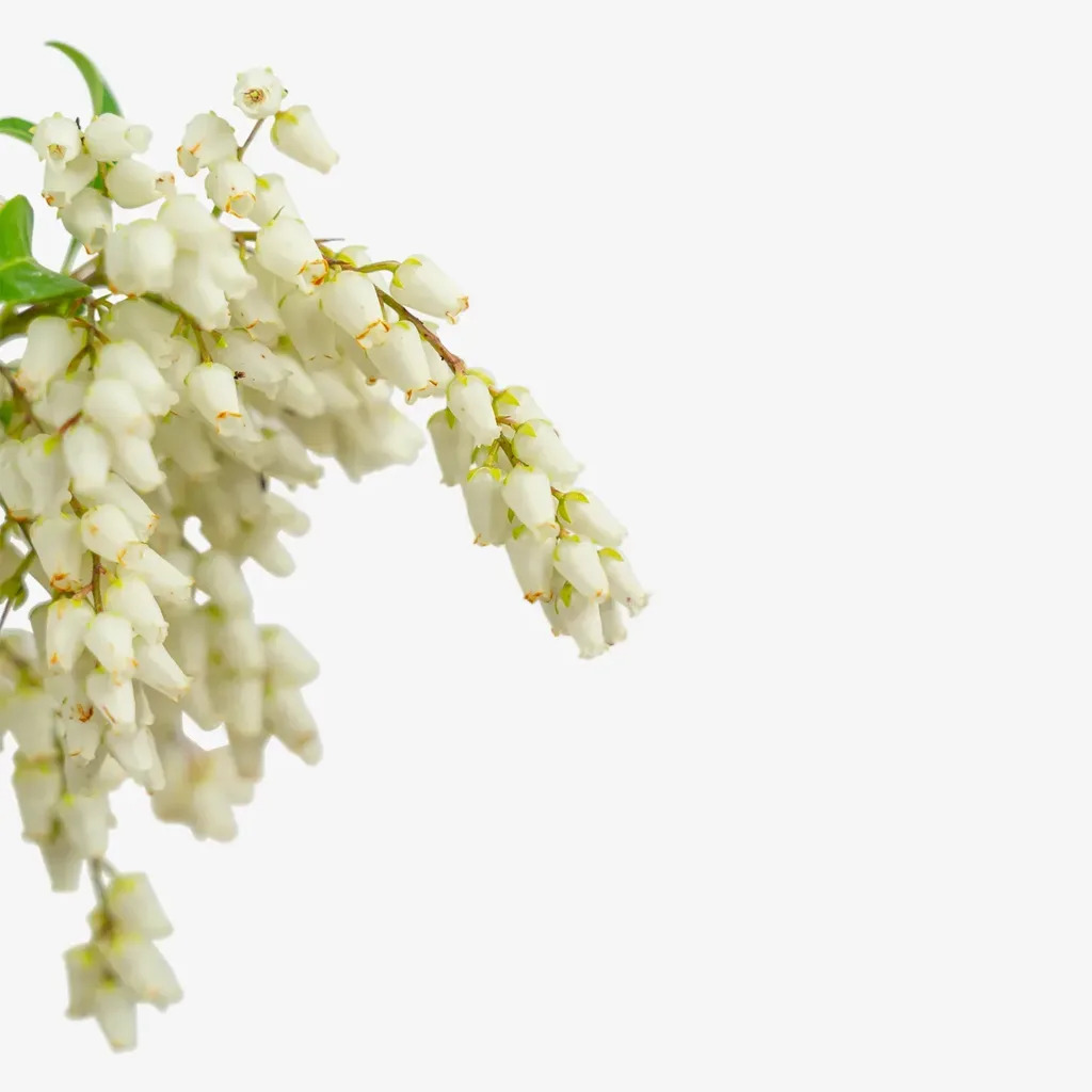 Mountain Fire Pieris For Sale | The Tree Center