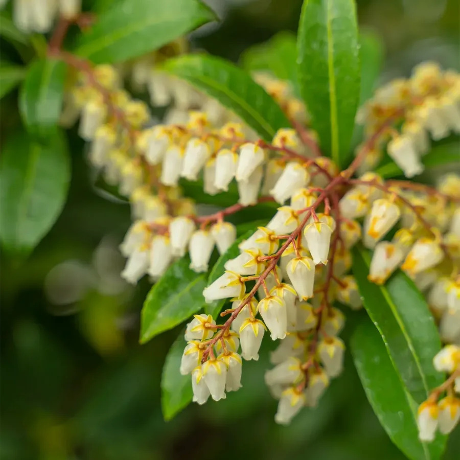 Mountain Fire Pieris For Sale | The Tree Center