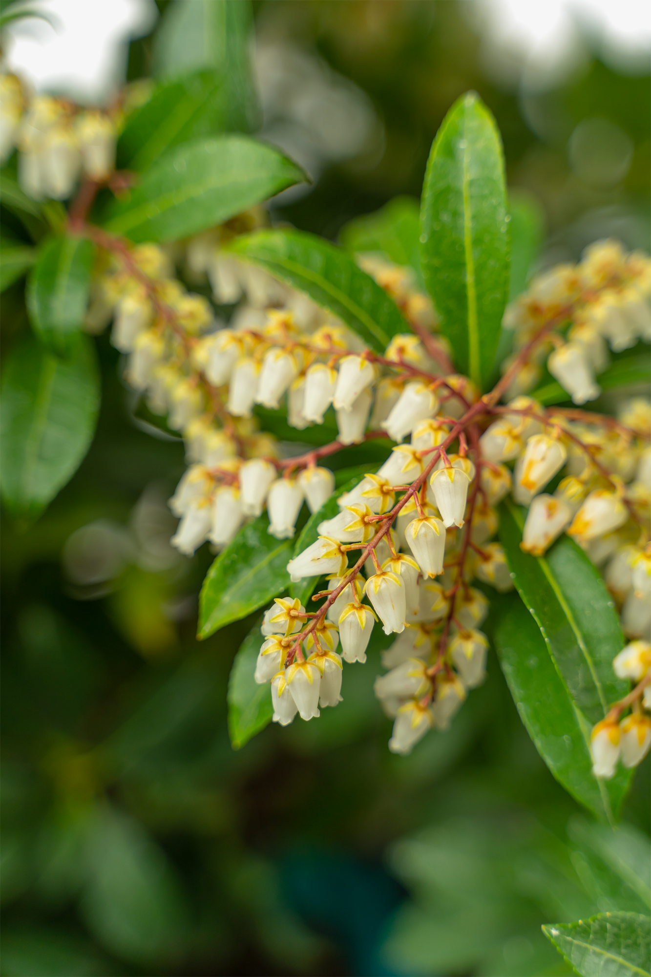 Mountain Fire Pieris For Sale | The Tree Center