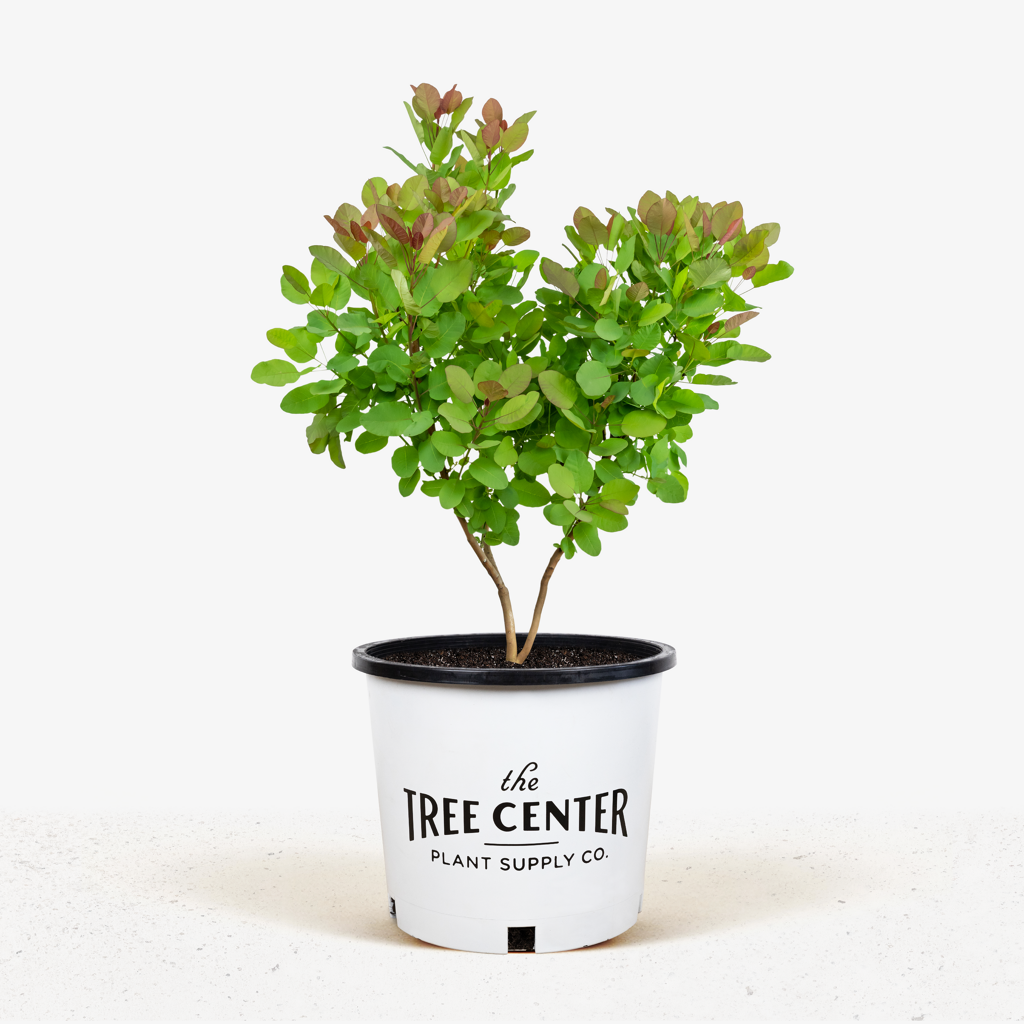 Old Fashioned Smoke Tree For Sale Online | The Tree Center