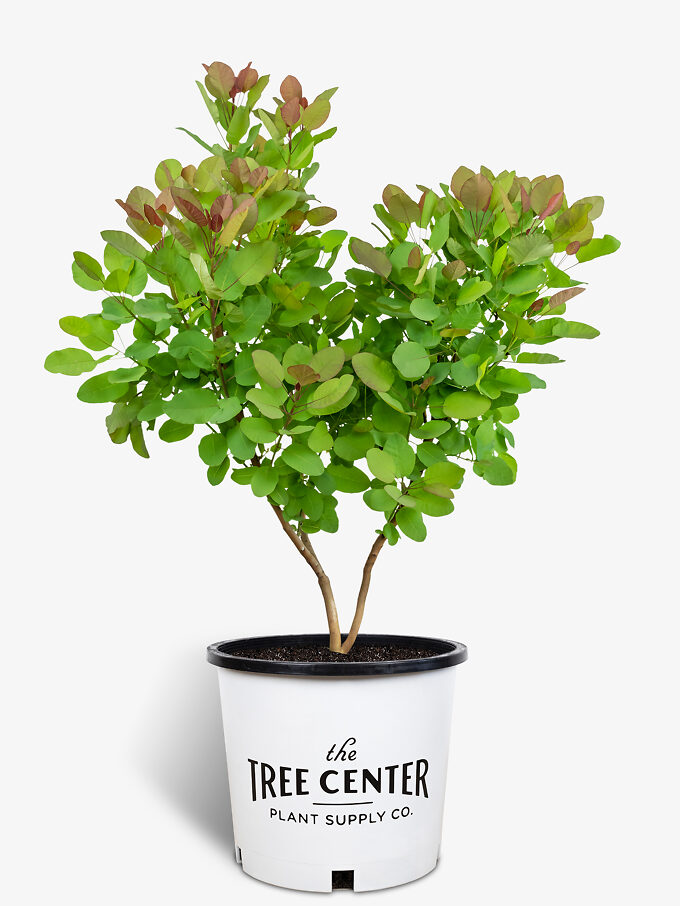 Smoke Trees For Sale Online | The Tree Center