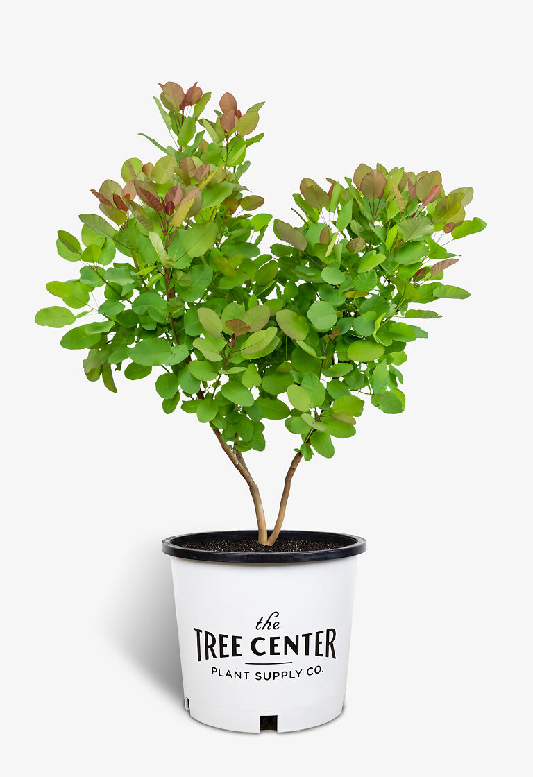 Old Fashioned Smoke Tree For Sale Online | The Tree Center