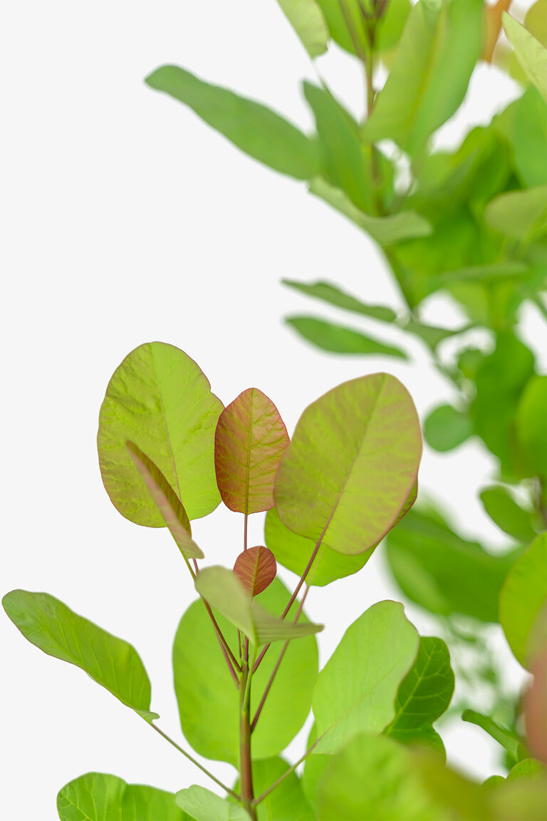 Old Fashioned Smoke Tree For Sale Online | The Tree Center