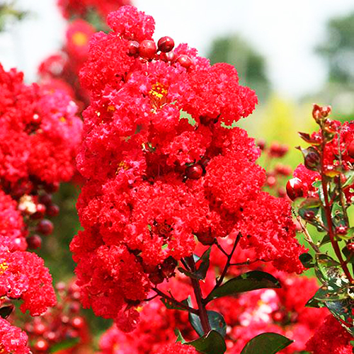Red Magic Crape Myrtle For Sale Online | The Tree Center
