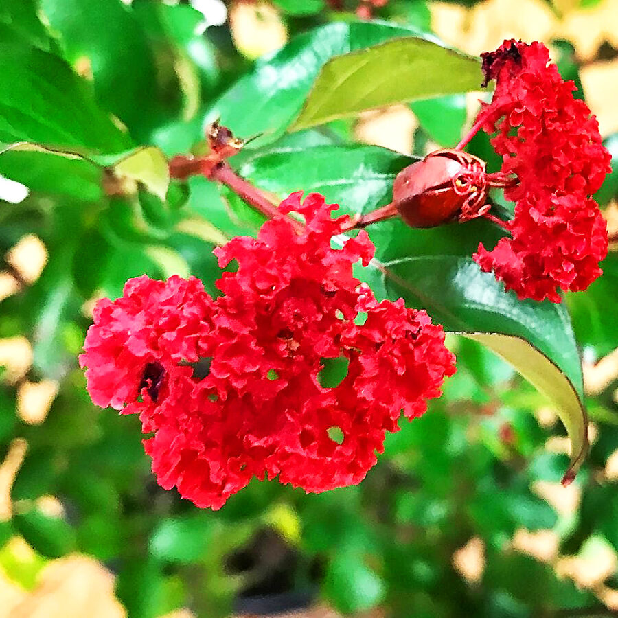 Red Magic Crape Myrtle For Sale Online | The Tree Center
