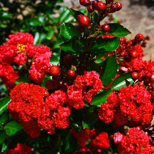 Red Magic Crape Myrtle For Sale Online | The Tree Center