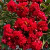 Ruffled Red Magic Crape Myrtle For Sale Online | The Tree Center