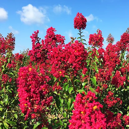 Ruffled Red Magic Crape Myrtle For Sale Online | The Tree Center