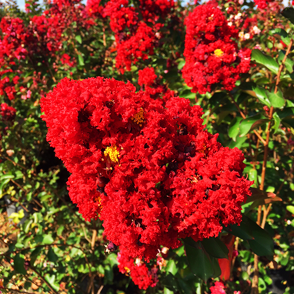 Ruffled Red Magic Crape Myrtle For Sale Online | The Tree Center