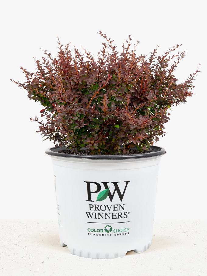 Barberry Bush Shrubs For Sale Online | The Tree Center