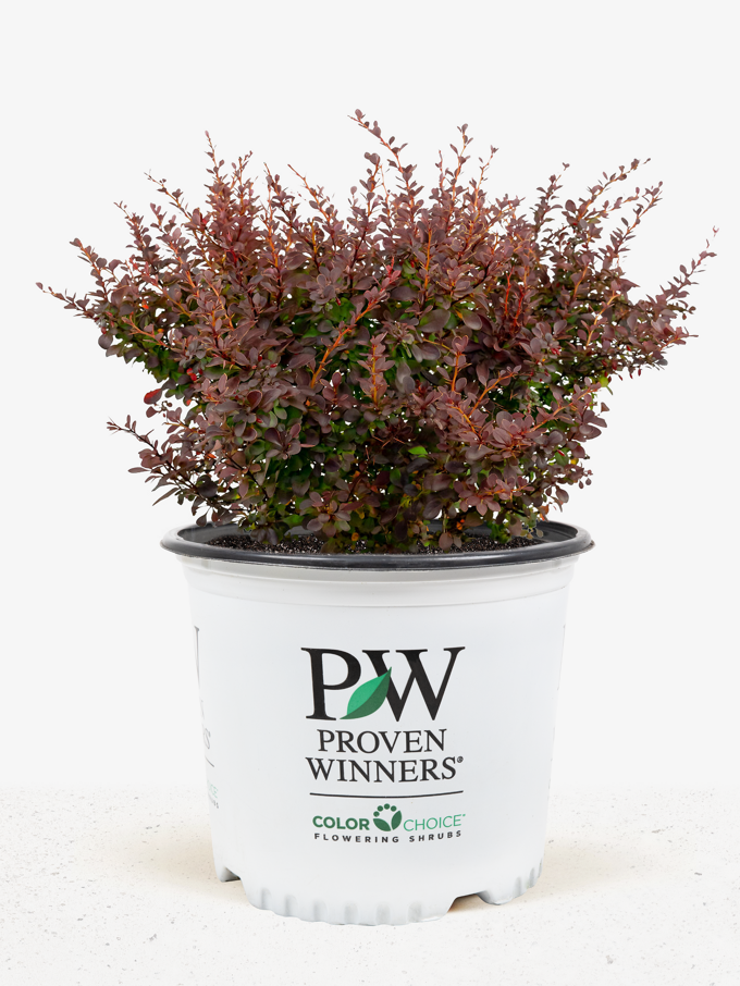 Lime Glow Japanese Barberry Shrubs For Sale | The Tree Center