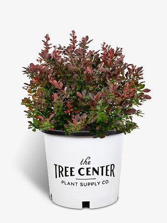 Our Newest Trees, Shrubs and Plants | The Tree Center