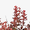 Sunjoy® Mini Salsa Barberry For Sale Online | The Tree Center