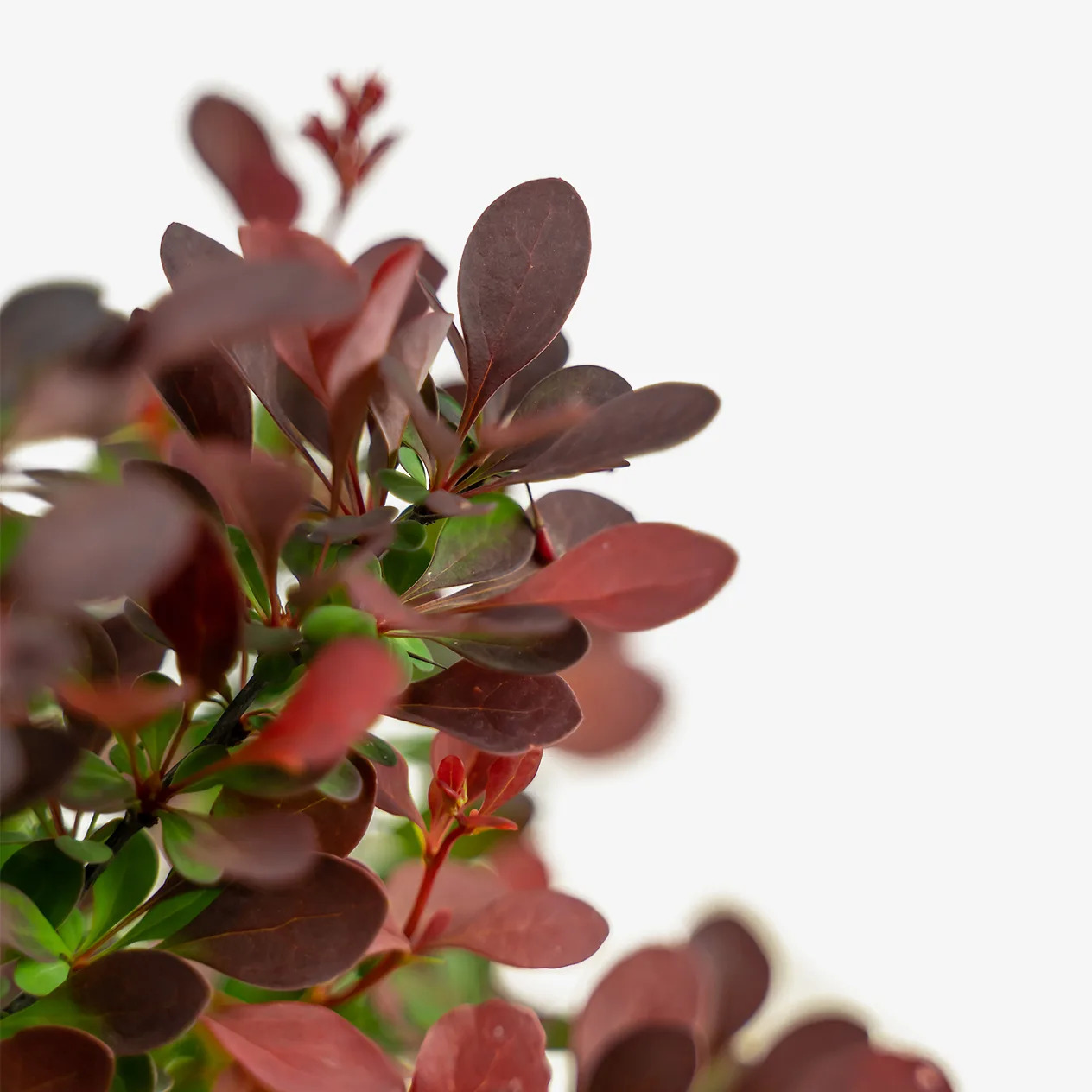 Sunjoy® Mini Salsa Barberry For Sale Online | The Tree Center