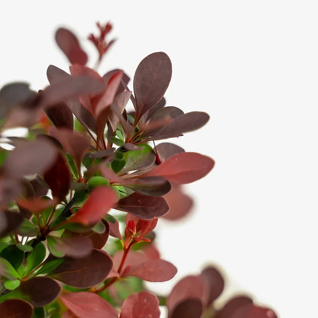 Sunjoy® Mini Salsa Barberry For Sale Online | The Tree Center