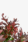 SUNJOY Mini Salsa Barberry For Sale Online | The Tree Center