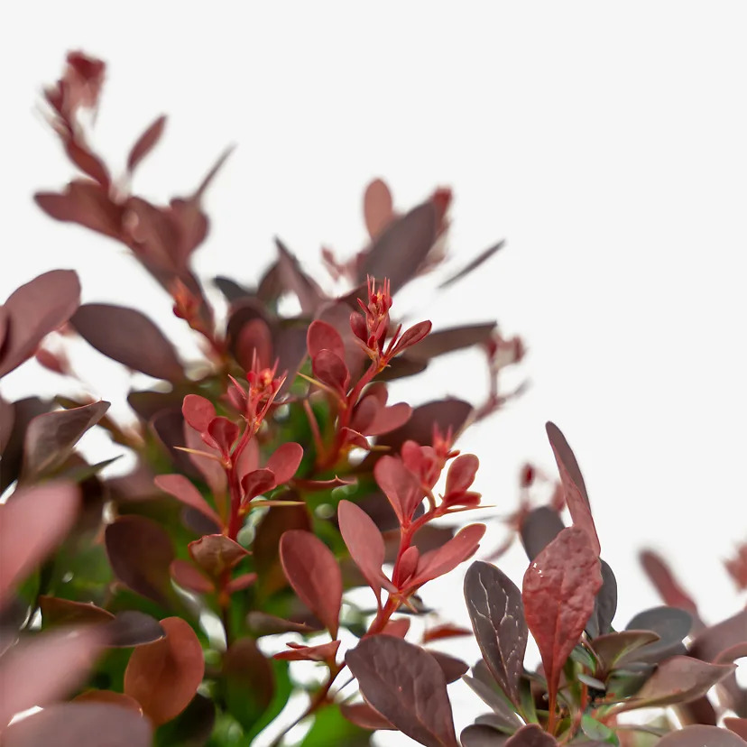 Sunjoy® Mini Salsa Barberry For Sale Online | The Tree Center