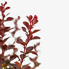 Sunjoy® Mini Salsa Barberry For Sale Online | The Tree Center