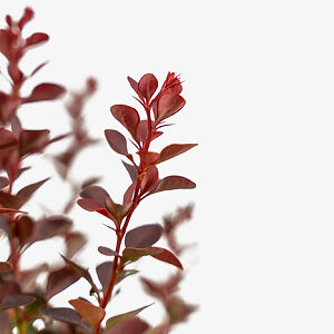 Sunjoy® Mini Salsa Barberry For Sale Online | The Tree Center