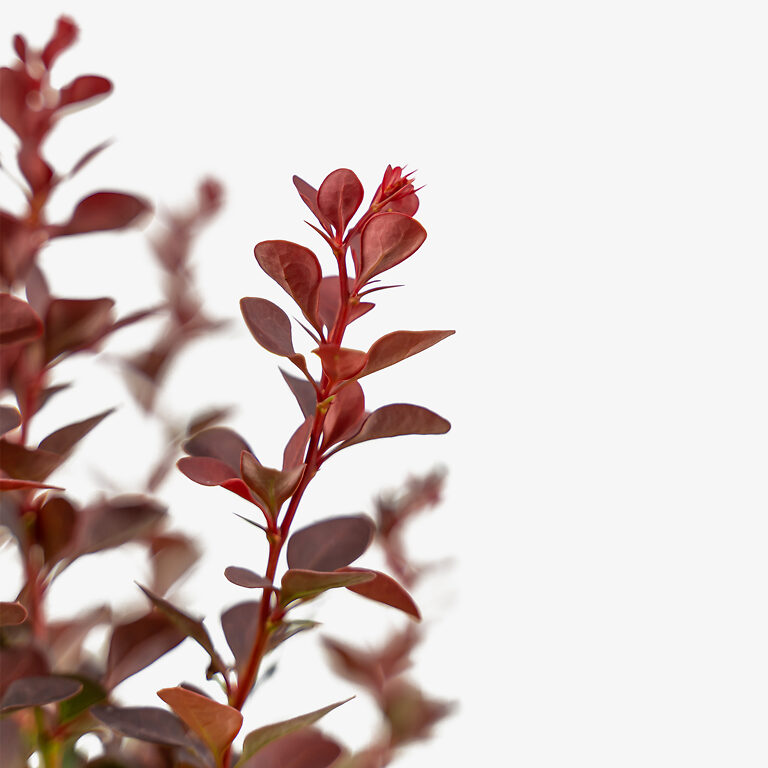 Sunjoy® Mini Salsa Barberry For Sale Online | The Tree Center