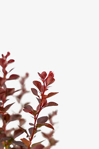 SUNJOY Mini Salsa Barberry For Sale Online | The Tree Center