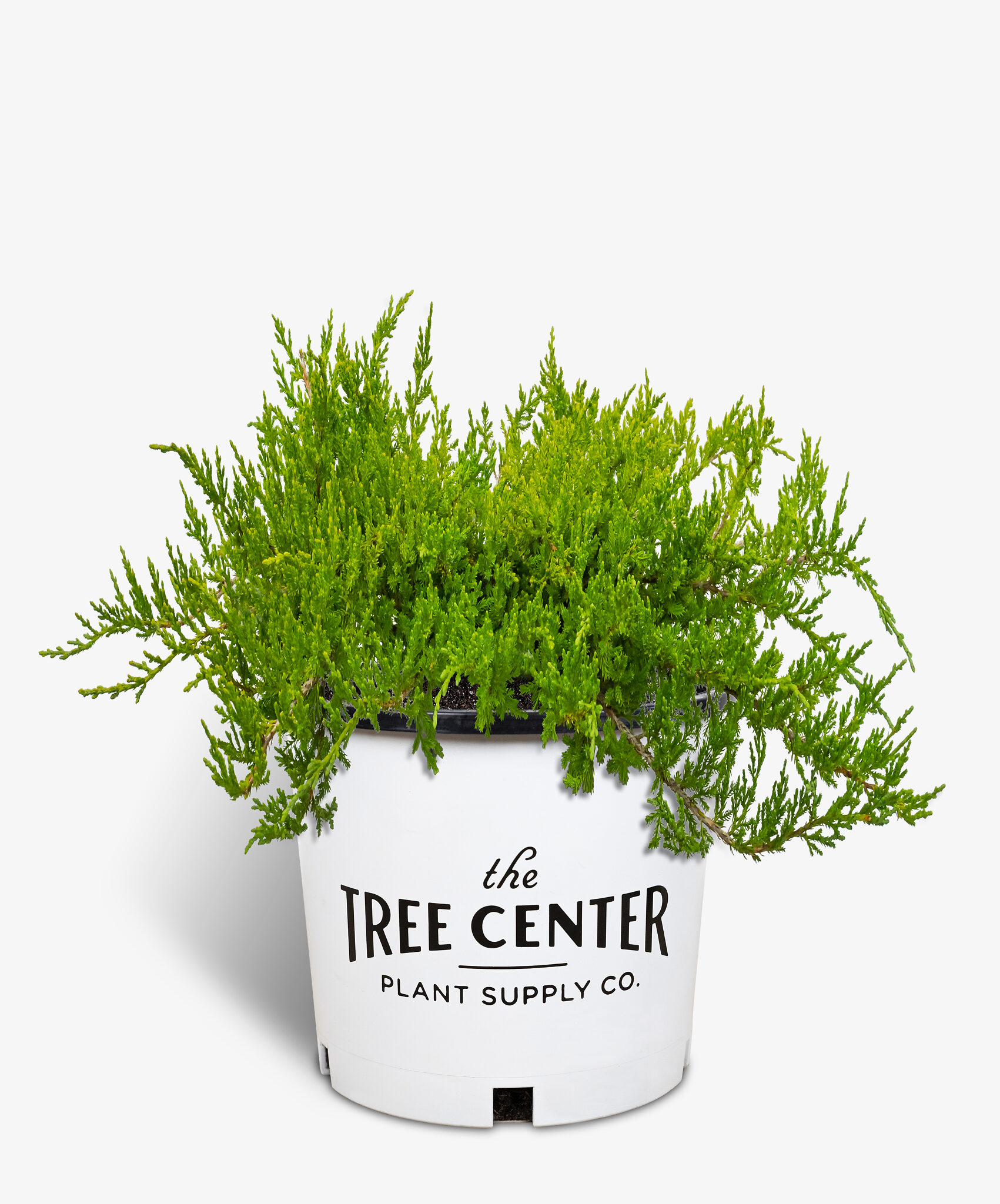 Sargent Juniper For Sale Online | The Tree Center