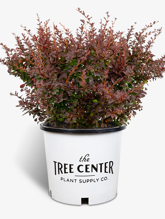 Barberry Shrubs | Buy Barberry Shrubs Online | The Tree Center