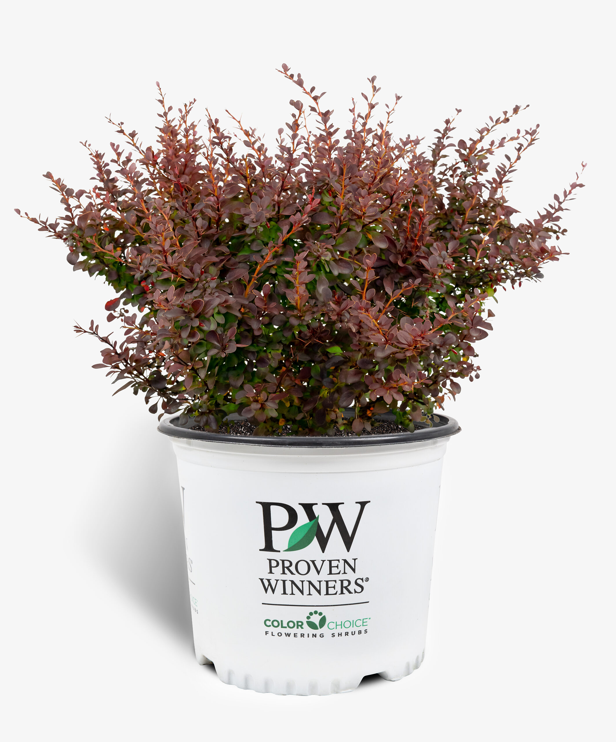 SUNJOY Mini Salsa Barberry For Sale Online | The Tree Center