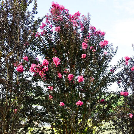 Twilight Magic Crape Myrtles For Sale | The Tree Center
