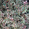 Twist Of Vanilla Abelia For Sale Online | The Tree Center
