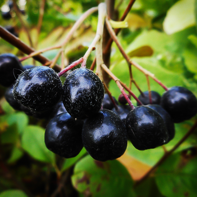 Viking Chokeberry For Sale Online | The Tree Center