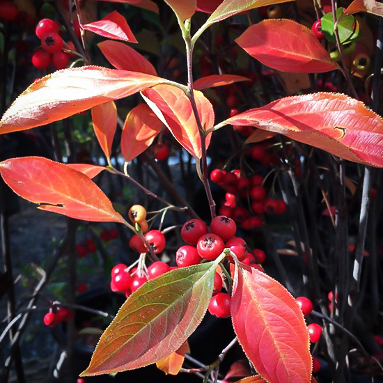 Brilliant Red Chokeberry For Sale Online | The Tree Center