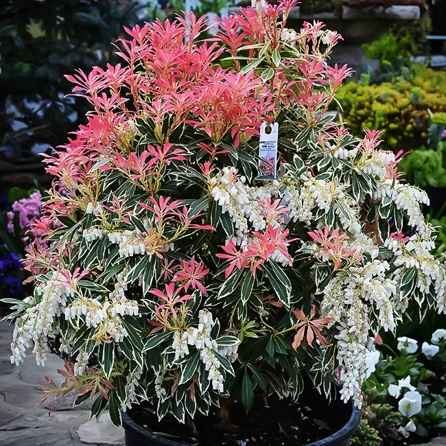 Fire n Ice Pieris For Sale | The Tree Center