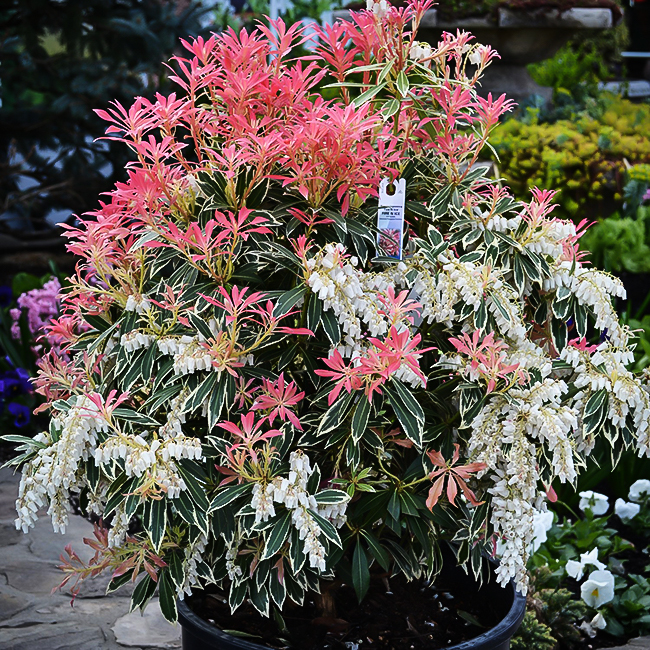 Fire n Ice Pieris For Sale | The Tree Center