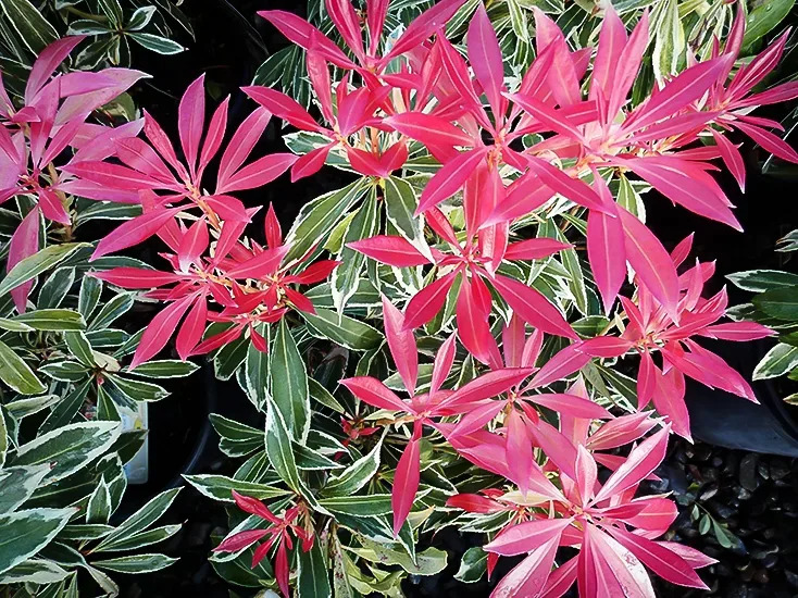Fire n Ice Pieris For Sale | The Tree Center