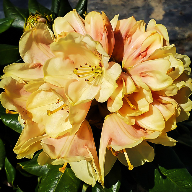Gold Prinz Rhododendron For Sale | The Tree Center