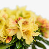 Gold Prinz Rhododendron For Sale | The Tree Center