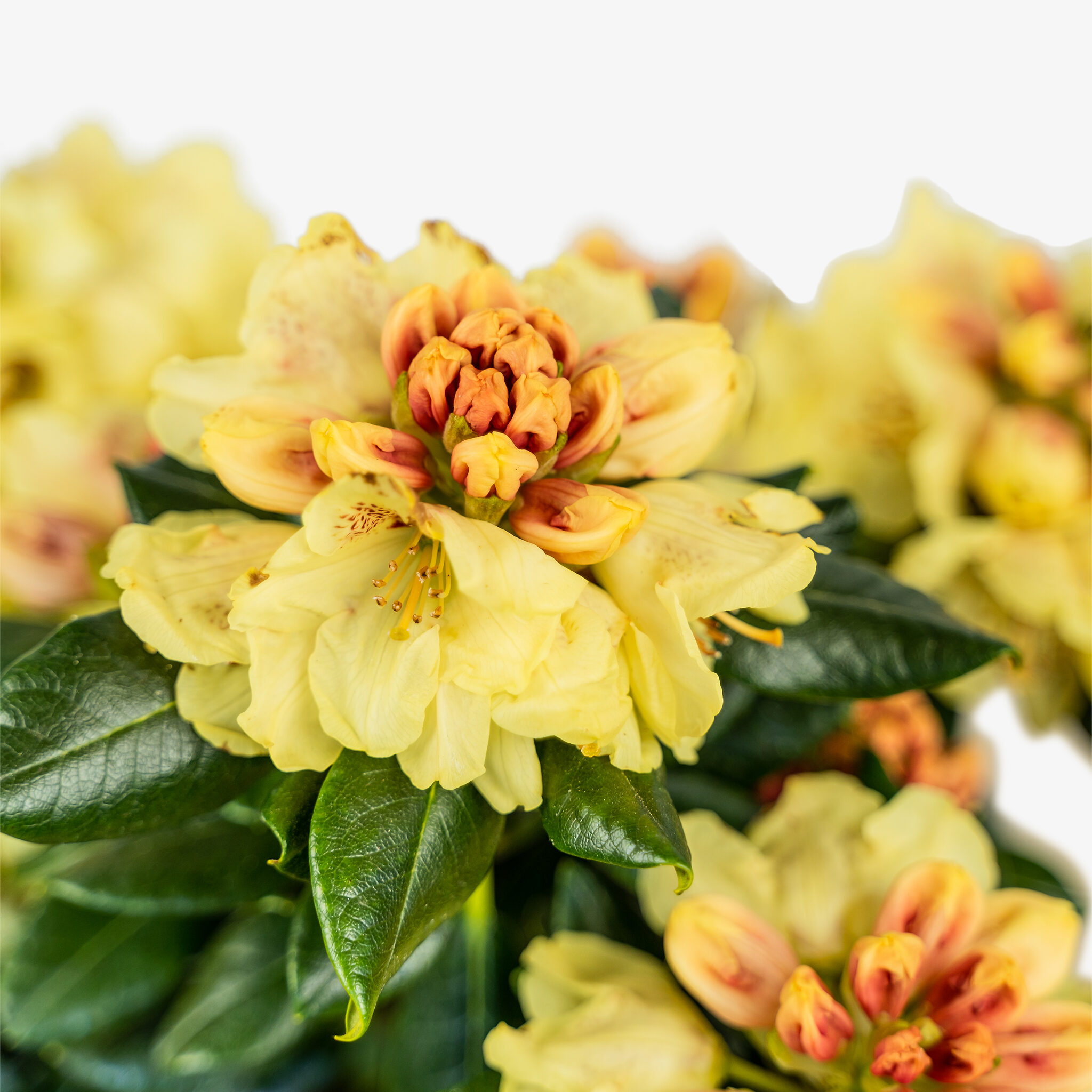 Gold Prinz Rhododendron For Sale | The Tree Center