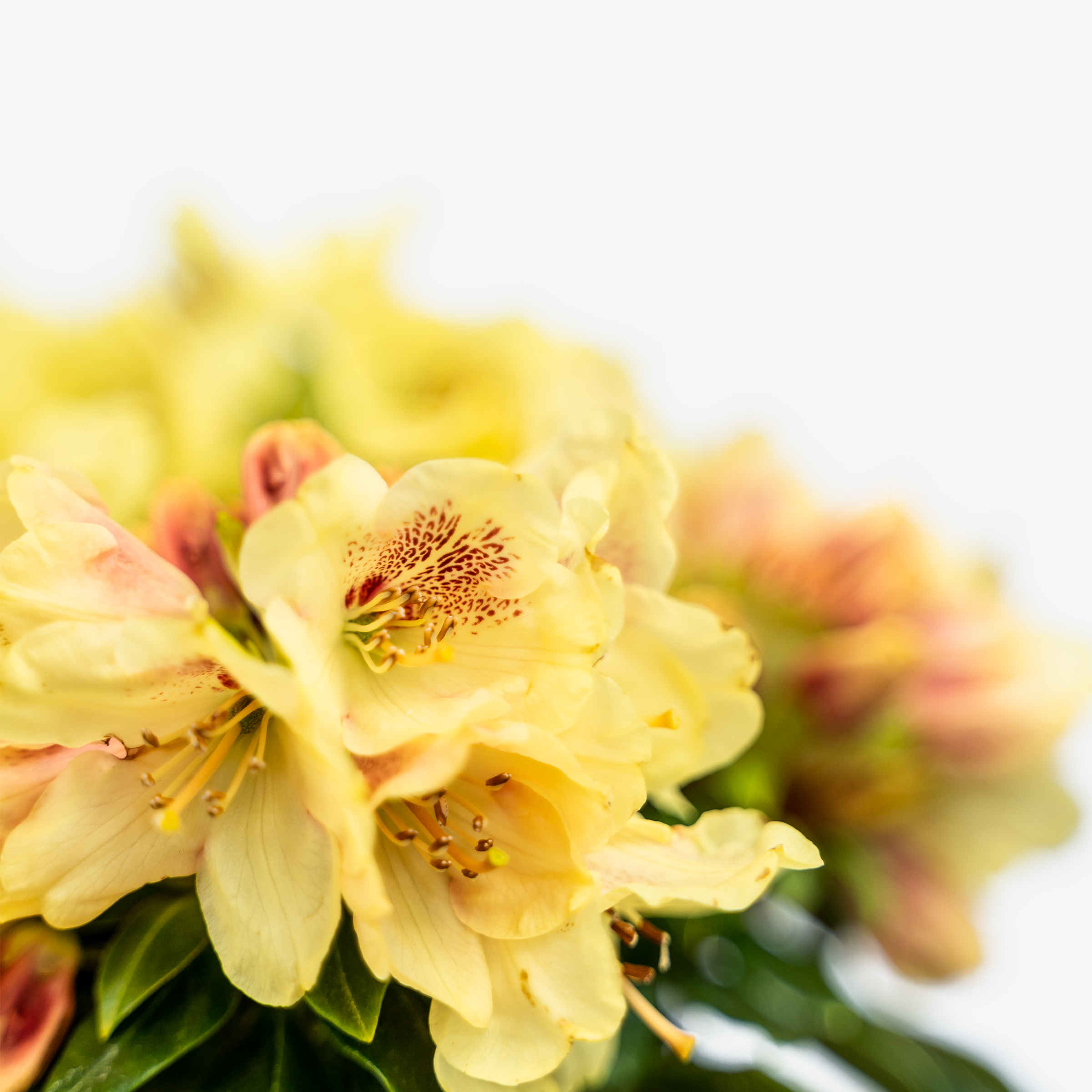 Gold Prinz Rhododendron For Sale | The Tree Center