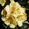 Gold Prinz Rhododendron For Sale | The Tree Center