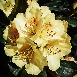 Gold Prinz Rhododendron For Sale | The Tree Center