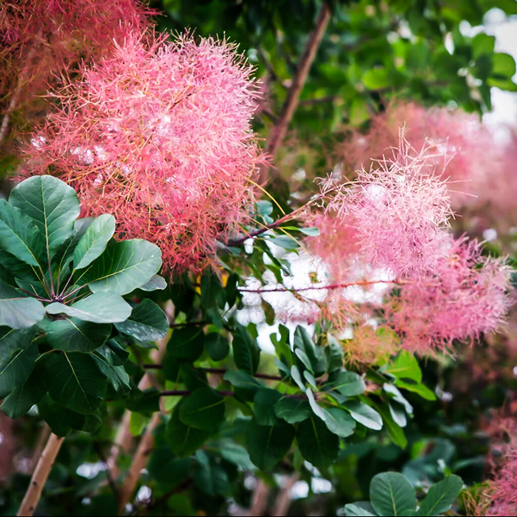 Old Fashioned Smoketree For Sale Online | The Tree Center