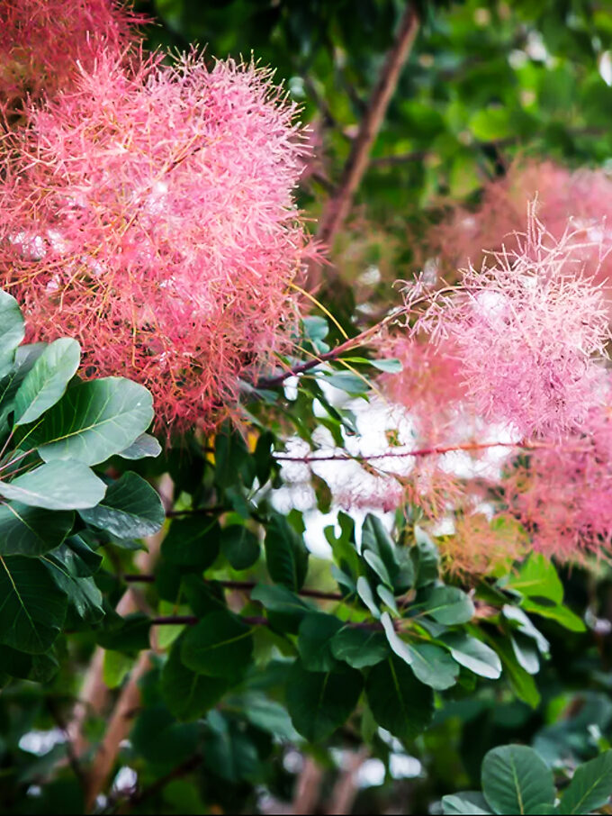 Smoke Trees For Sale | Buy Smoke Trees Online | The Tree Center