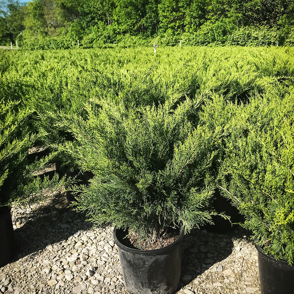 Sea Green Juniper For Sale | The Tree Center