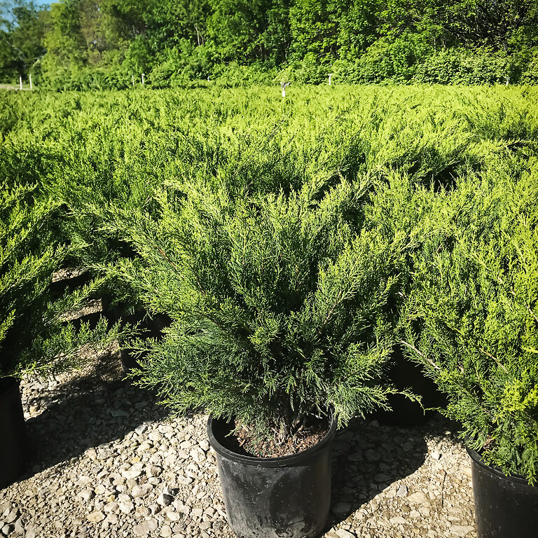 Sea Green Juniper For Sale | The Tree Center