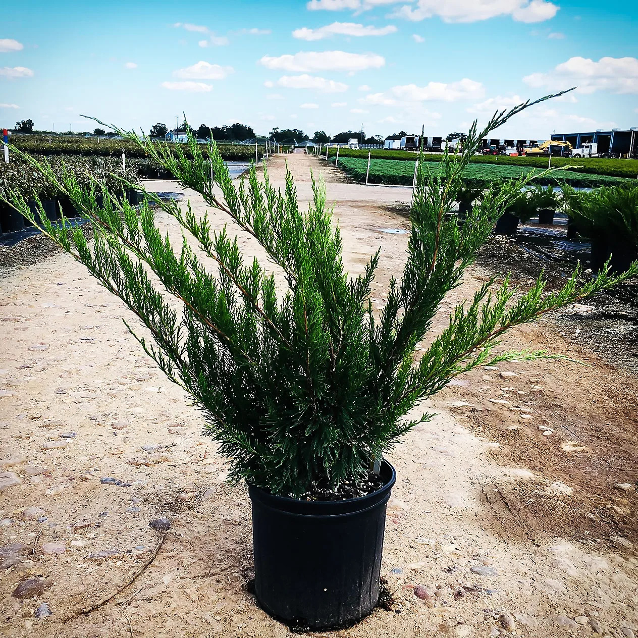 Sea Green Juniper For Sale | The Tree Center